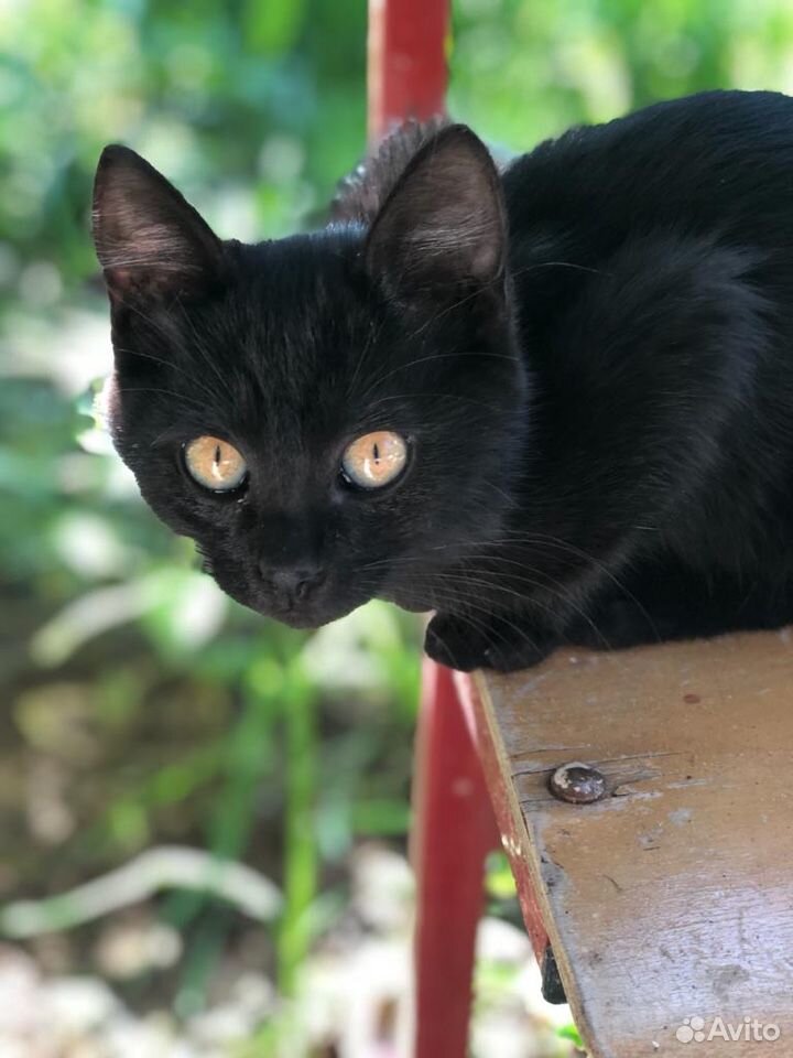 Котенок Багира