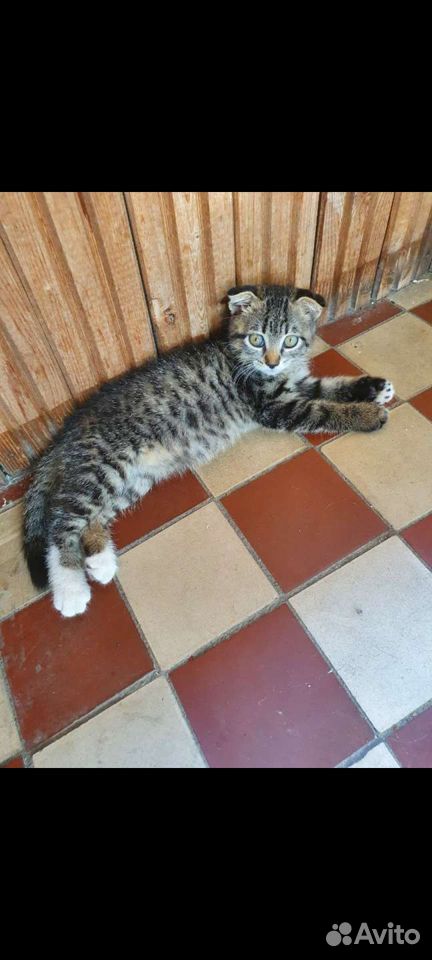 Вислоухая шотландская