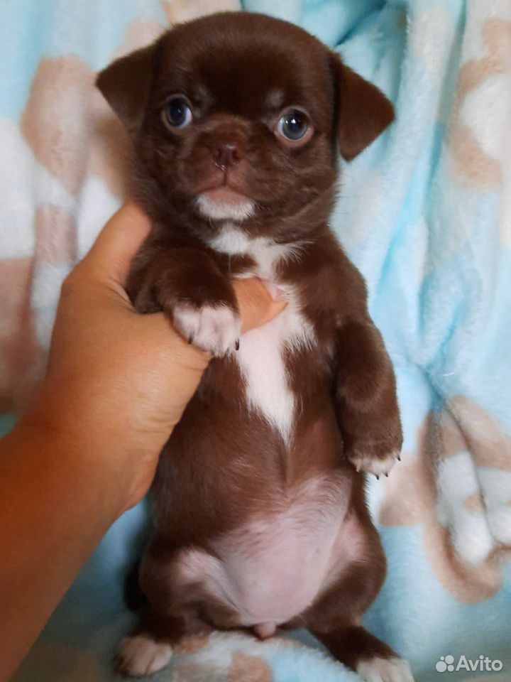 Чудная шоколадная Ириска