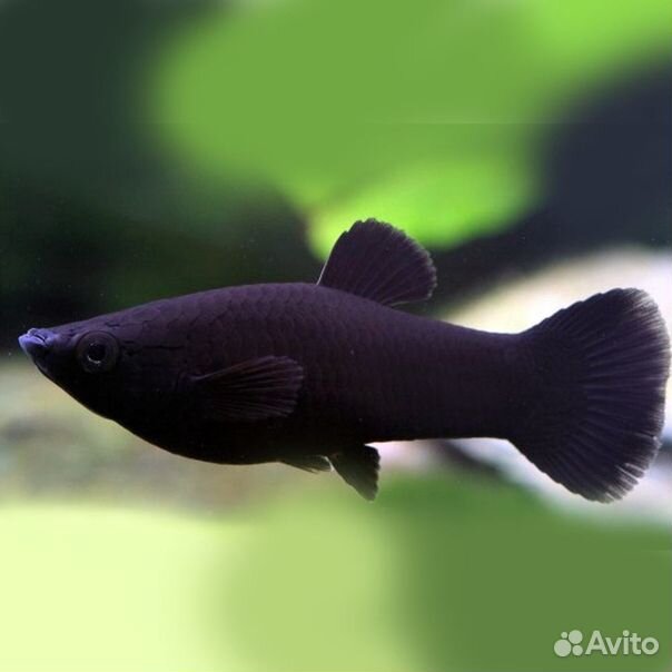 Моллинезия