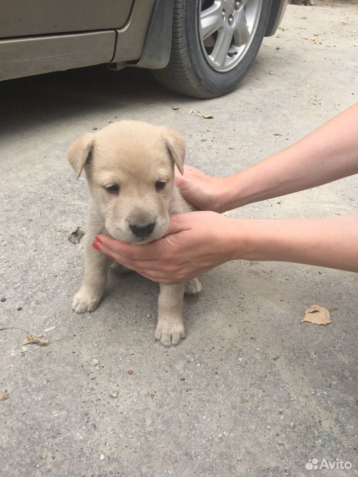 Щеночки в добрые руки