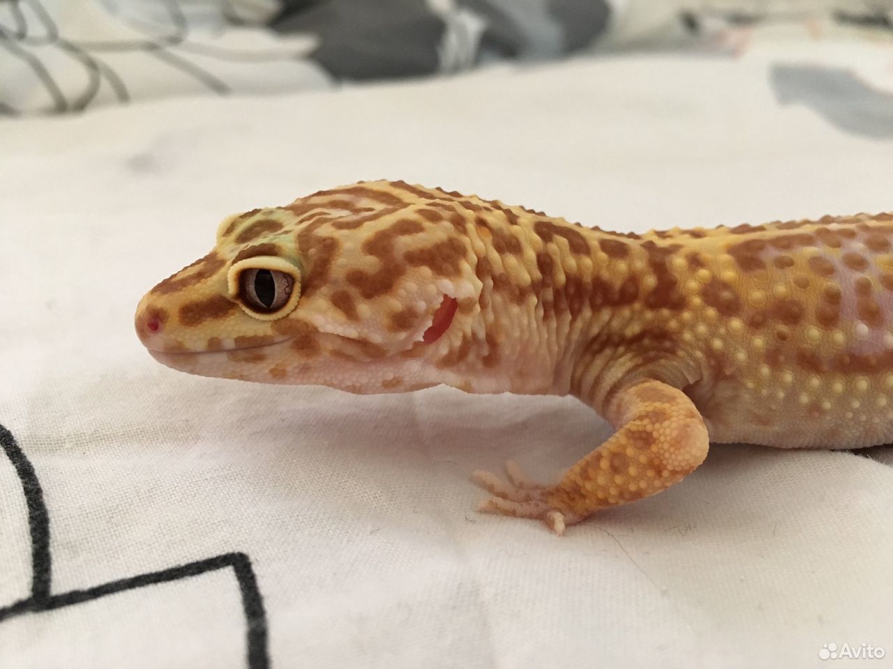 Лепардовый геккон,эублефар