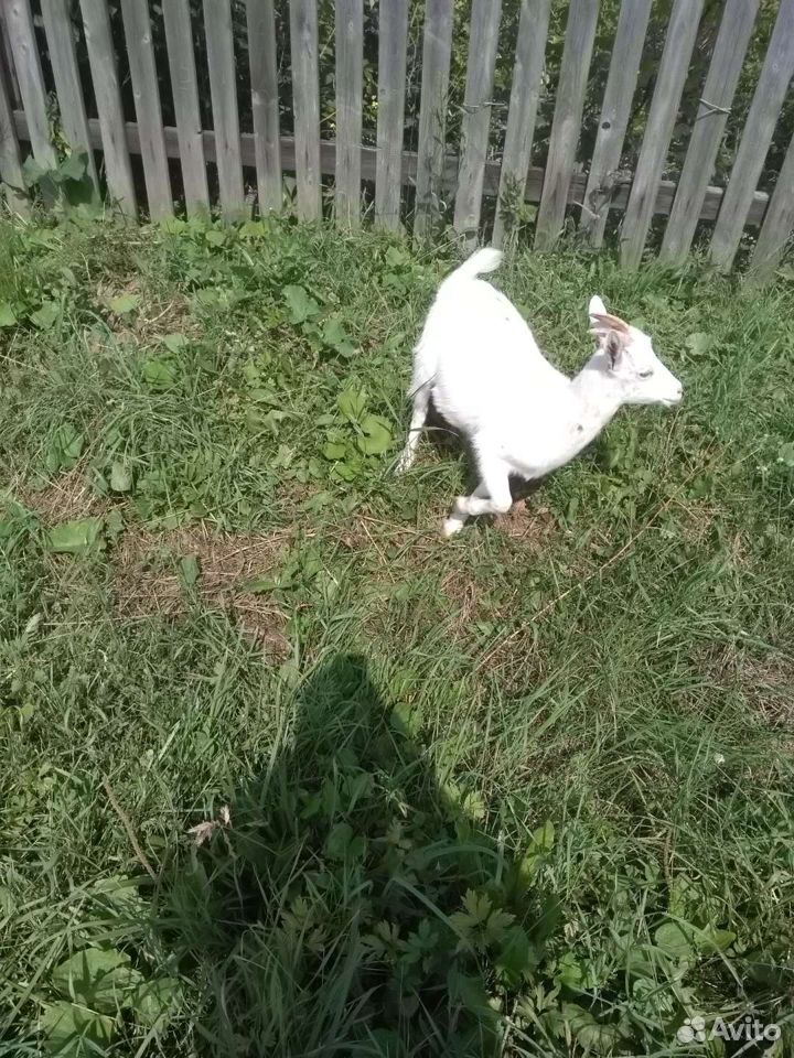 Козлушка