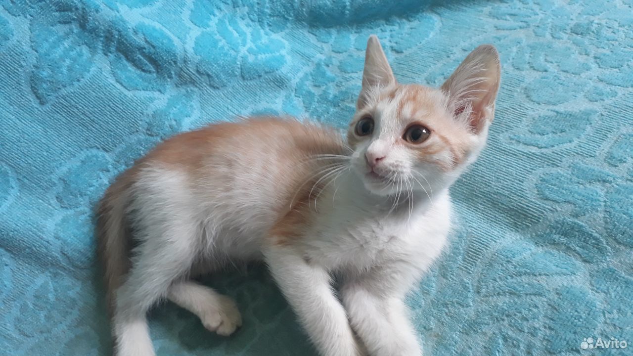 Рыжий мальчик 2 мес в добрые руки