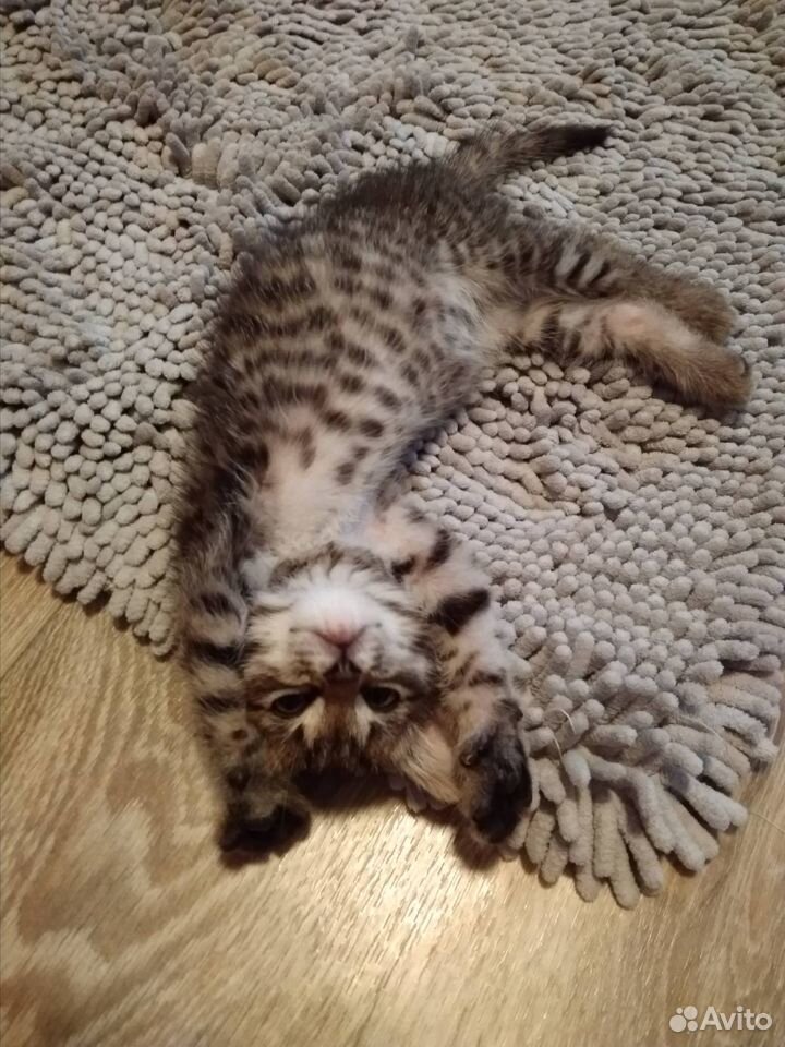 Котёнок Василиса