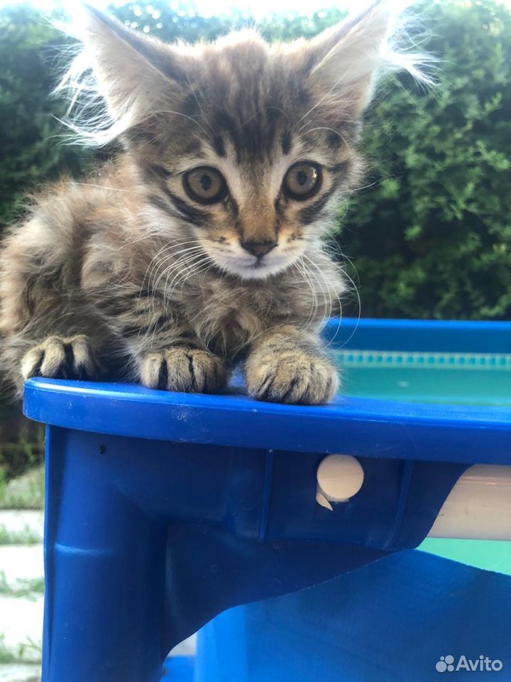 Котята