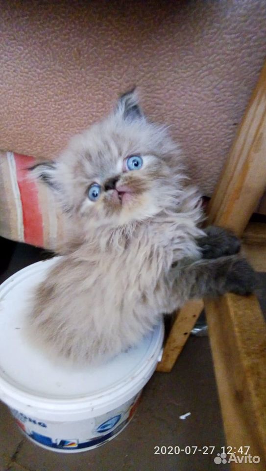 Персидская