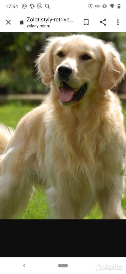 Ретривер