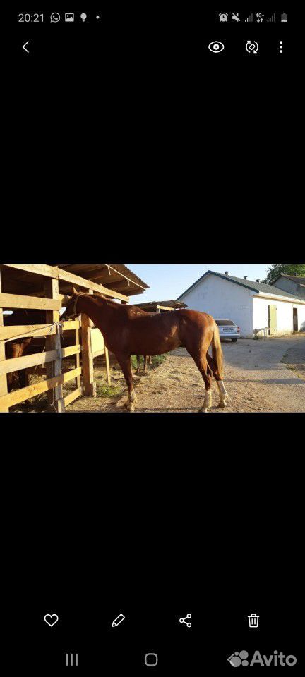 Жеребец 5 лет