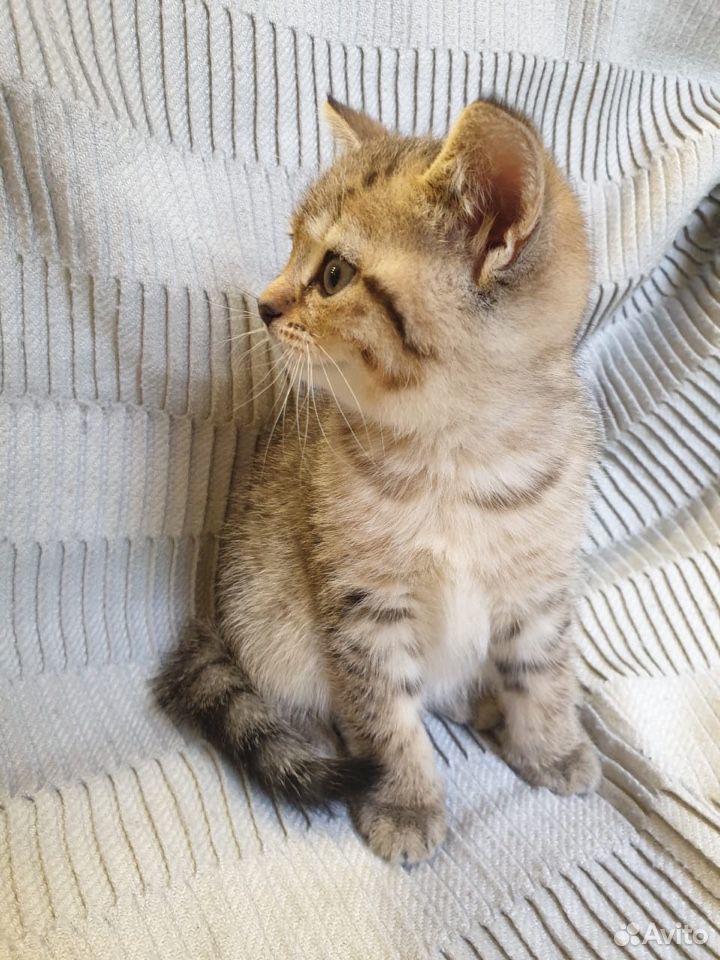 Шотландские котята