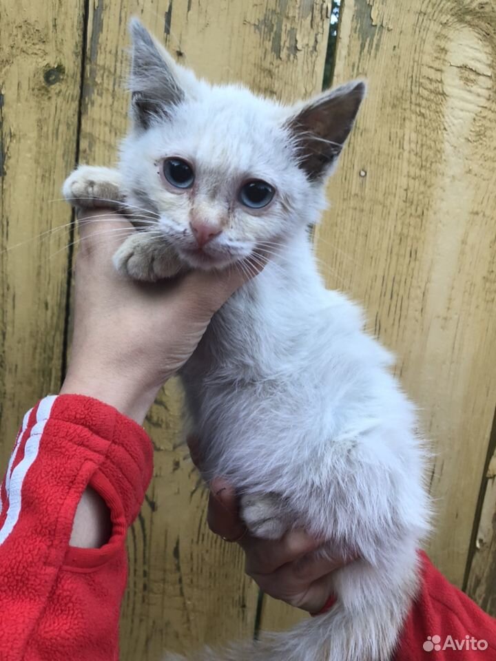 Тайский котёнок в добрые руки