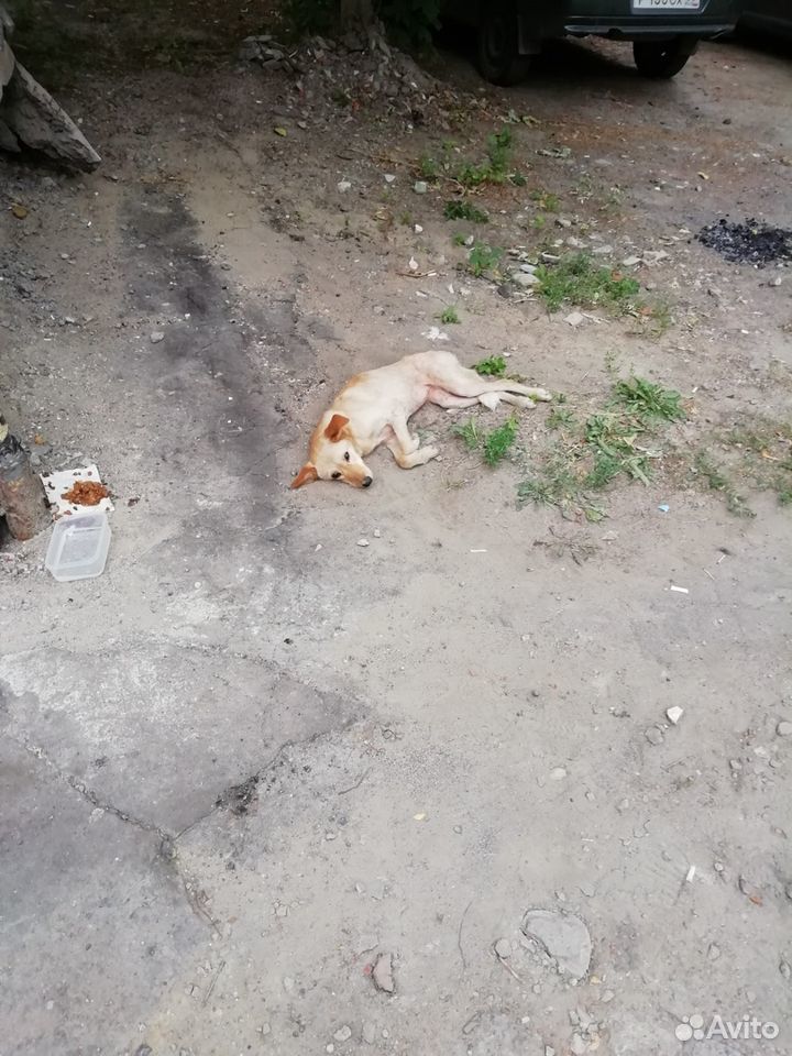 Помогите пристроить собаку