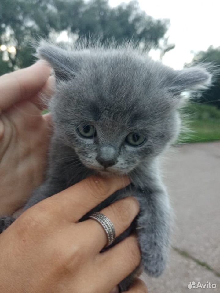 Голубоглазая Шотландская девочка