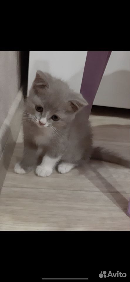 Кошка британка