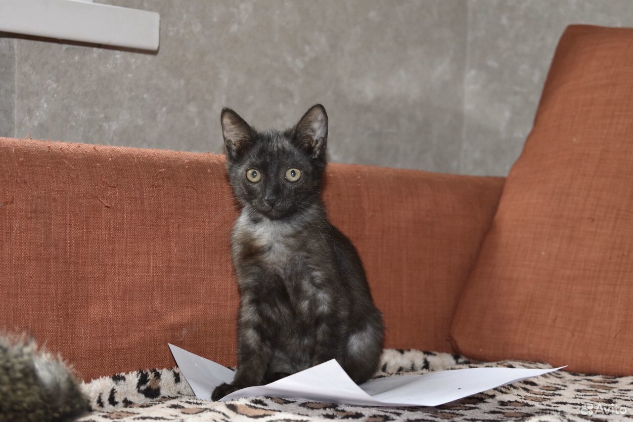Маленький Барсик, чёрный котёнок