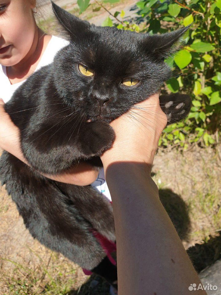 Кошка