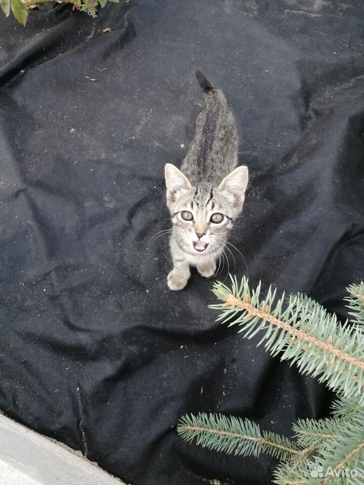 Котик 2,5 месяца