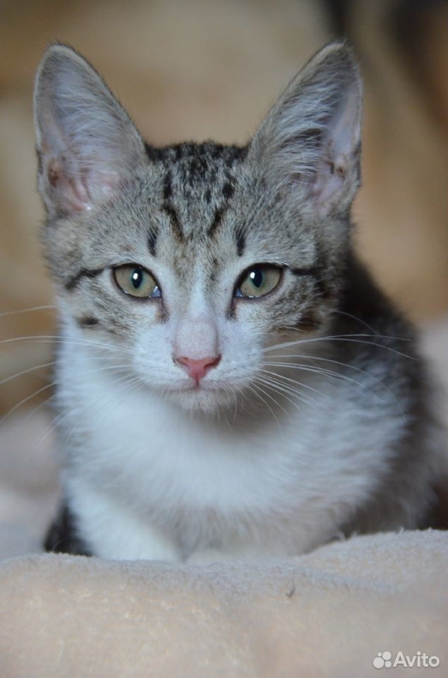 Котёнок в хорошие руки