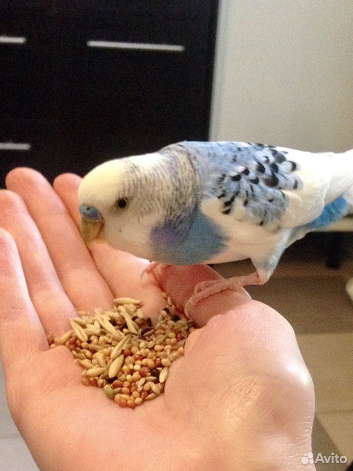 Улетел Попугай