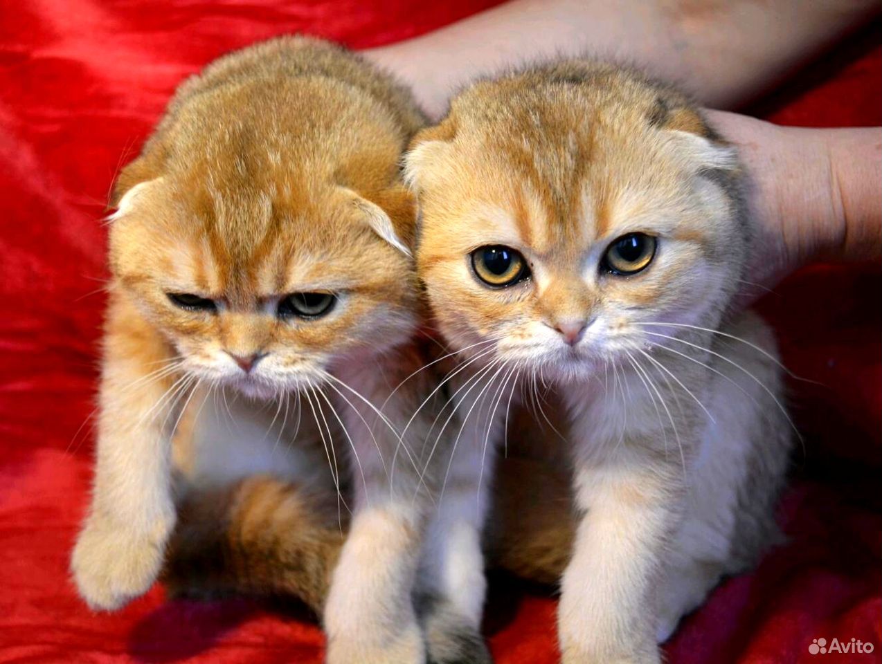 Шотландские Супер Котята- Тиккированное Золото