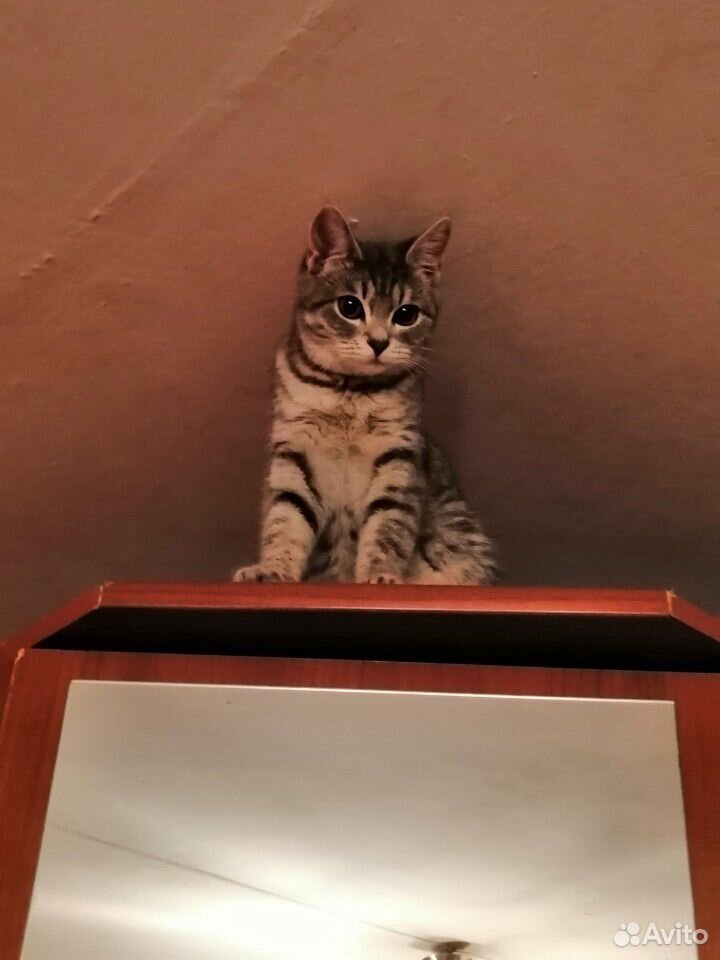 Кошка