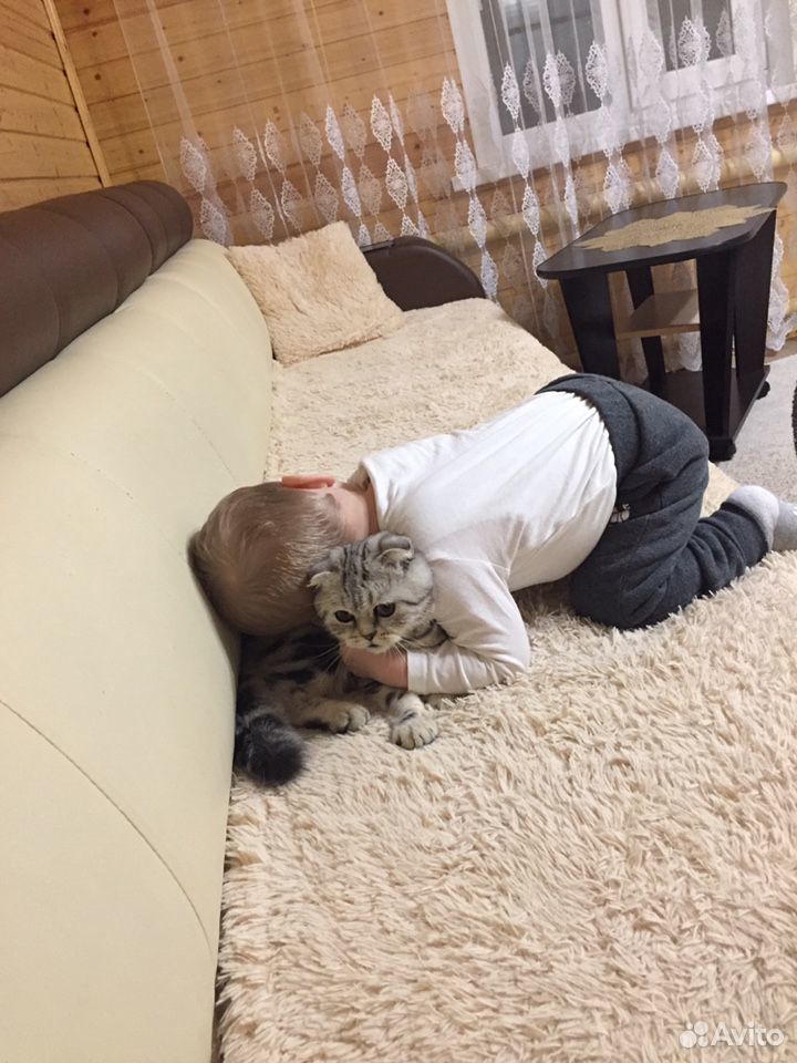 Шотландская вислоухая кошка