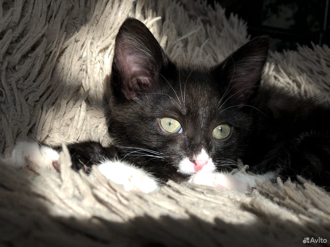 Котёнок в добрые руки