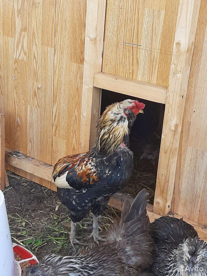 Араукана семья