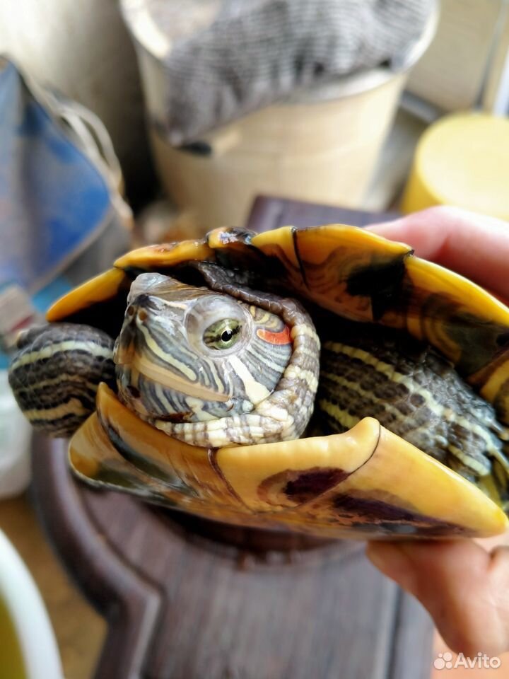 Черепашки красноухие пара