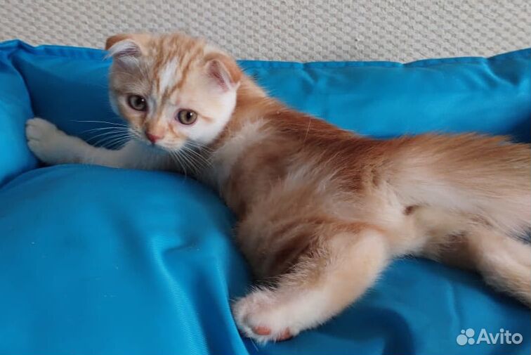 Милый скоттиш фолд