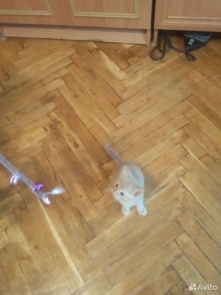 Рыжий котенок,Лева