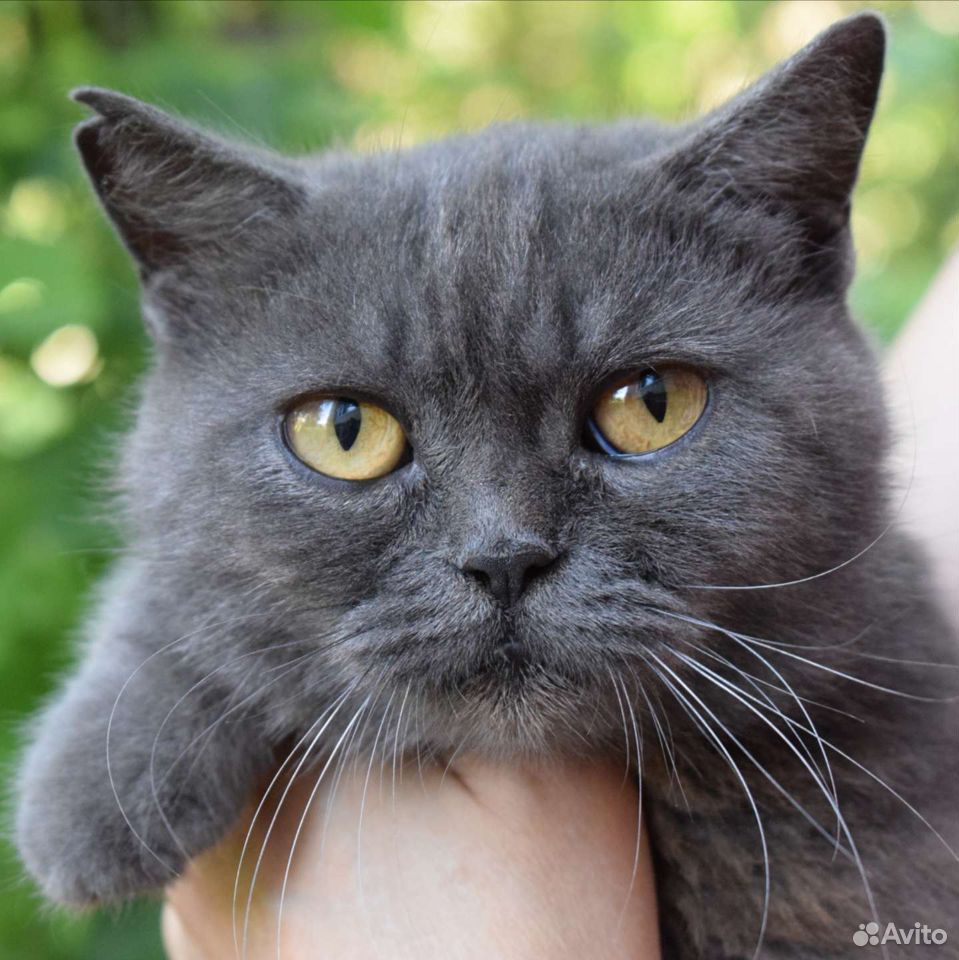 Британская кошечка Берта в добрые руки