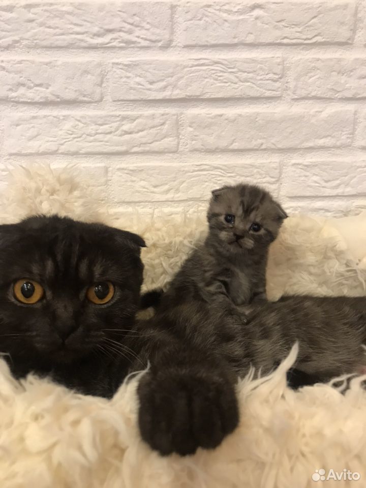 Котёнок вислоухий