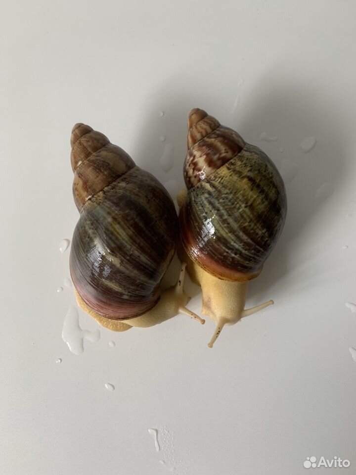 Улитка африканская