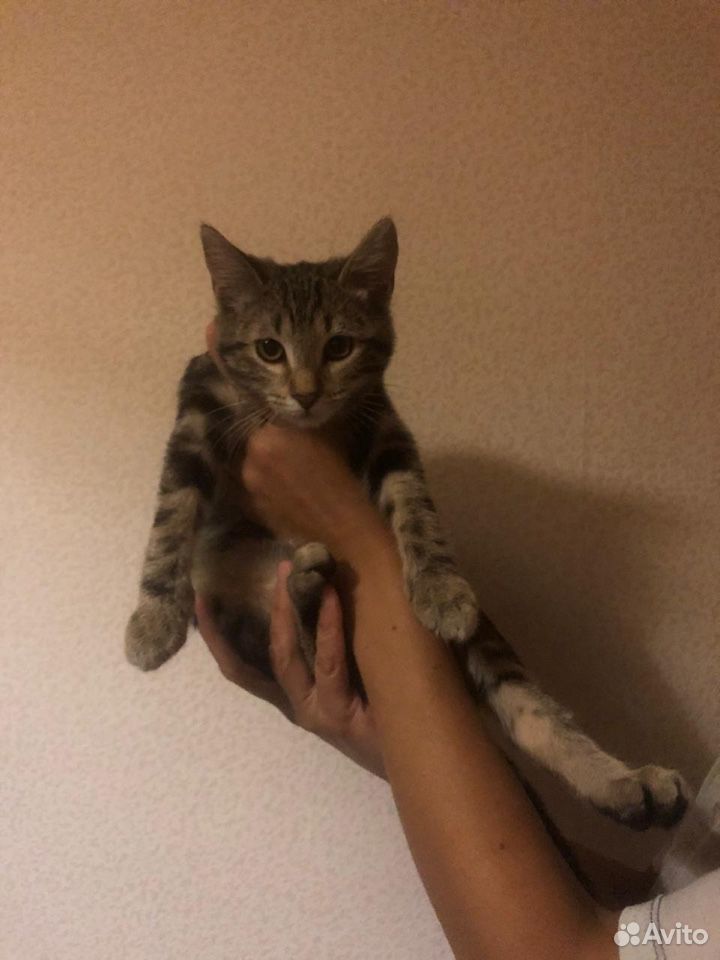 Котёнок от домашней кошки девочка 3,5 месяца