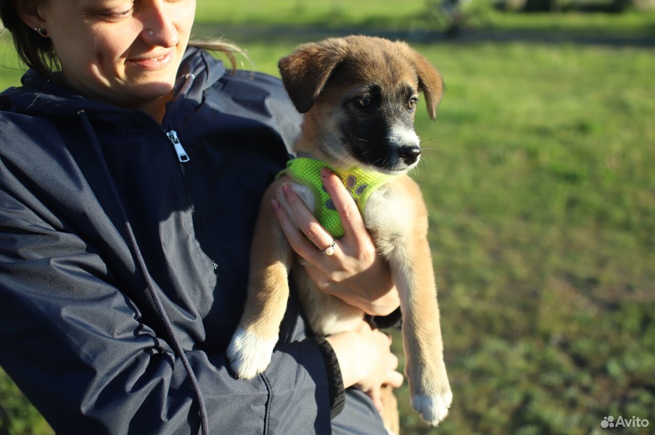 Щенок Белка ищет дом