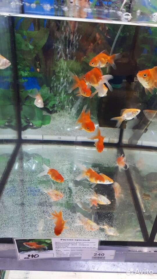 Рыба золотая риукин микс