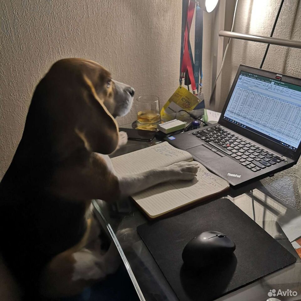 Продам девочку бигля 1 год