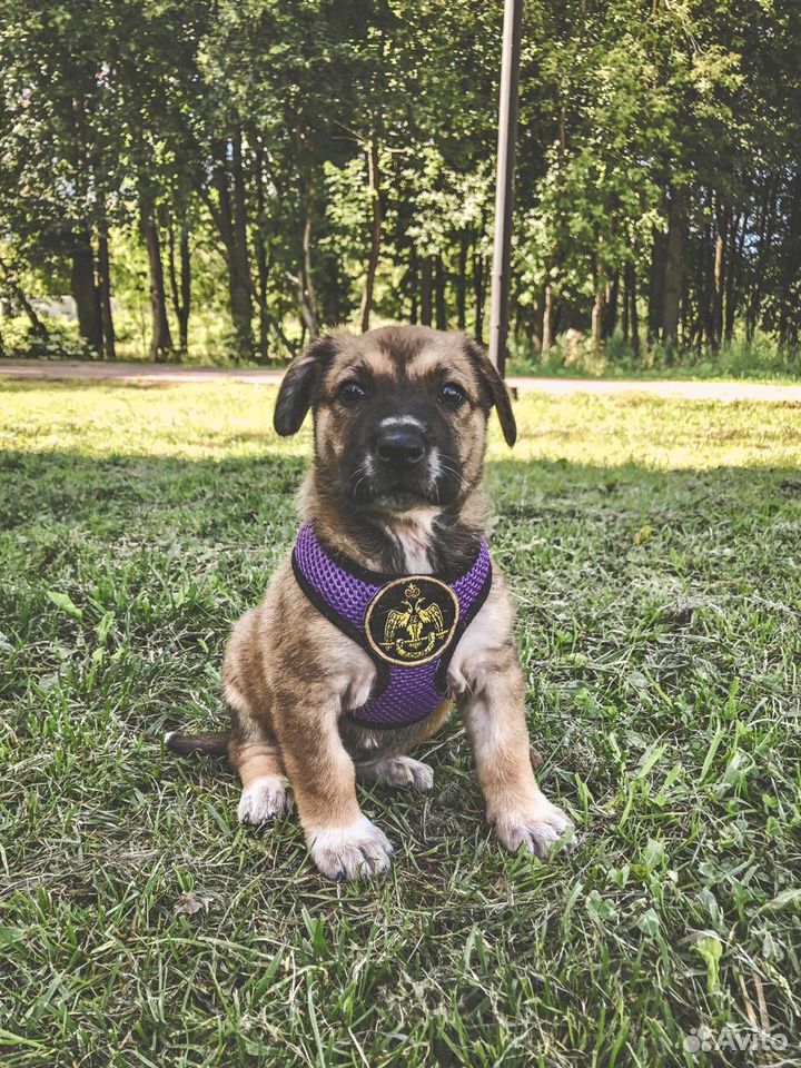 Марго ищет дом