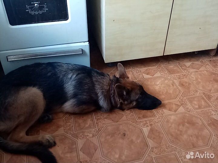 Продам немку