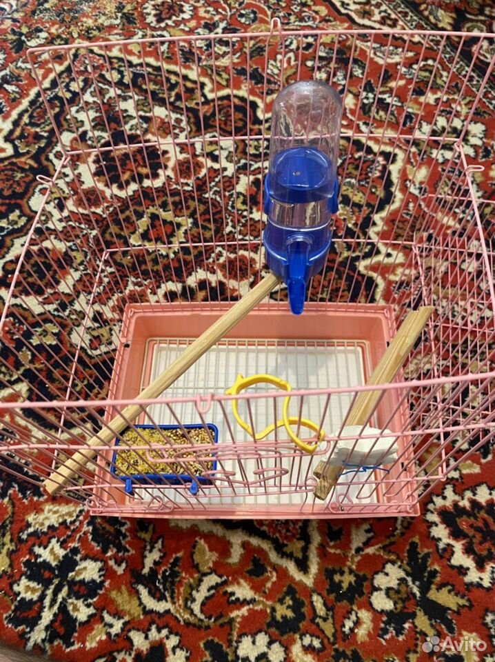 Волнистый попугай, полный комплект