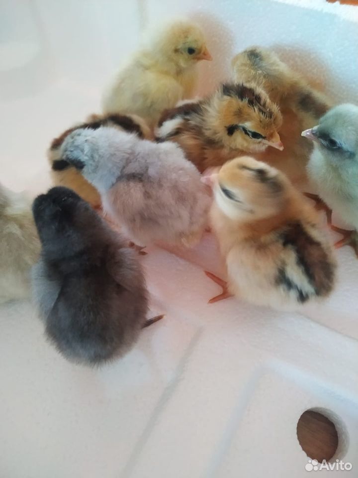 Цыпленок 21 день кур несушек доминант