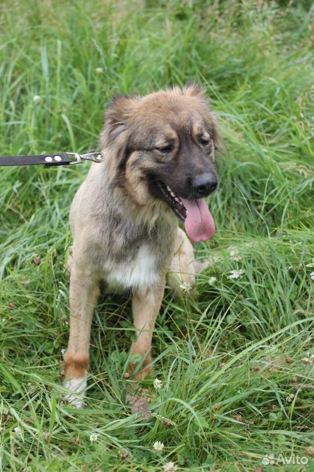 Собака Шерри ищет дом