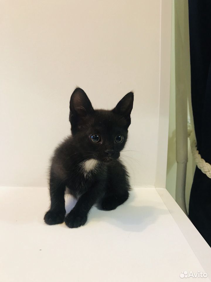 Бомбейский Котенок