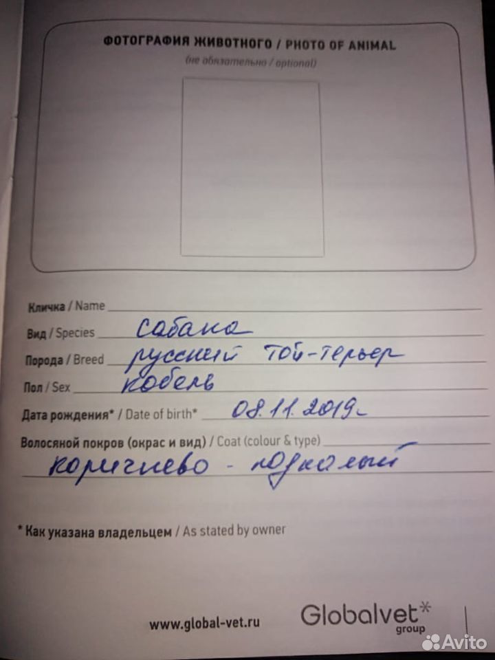 Той терьер