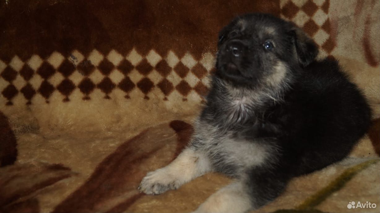 Малыши Вео черного и чепрачного окраса