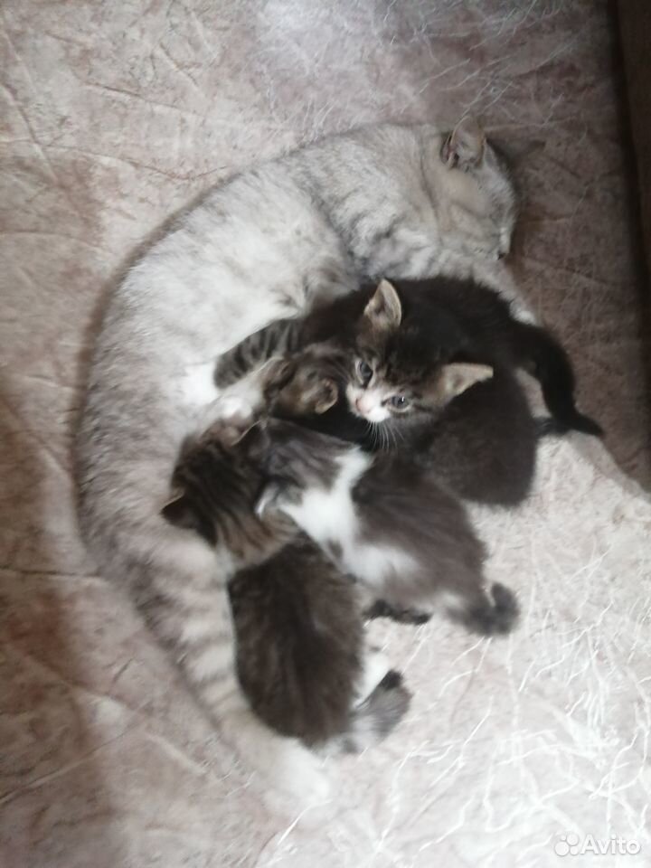 Котята. 1 месяц. Котики. Отдам в добрые руки