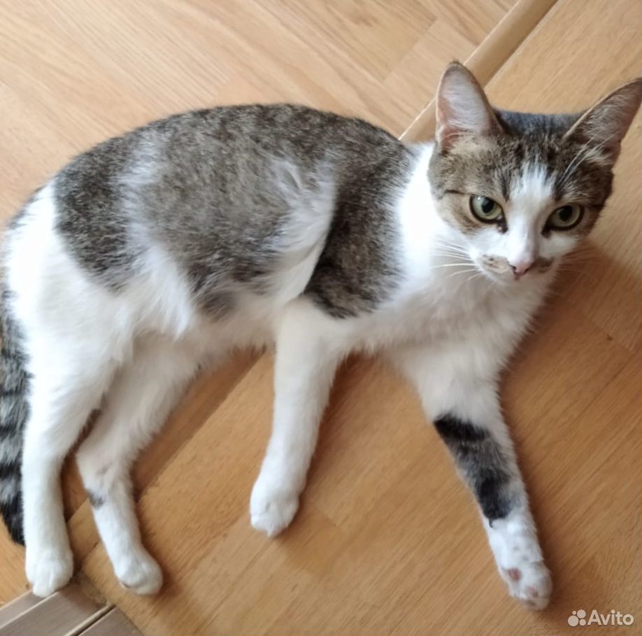 Кошка Маруся ищет дом