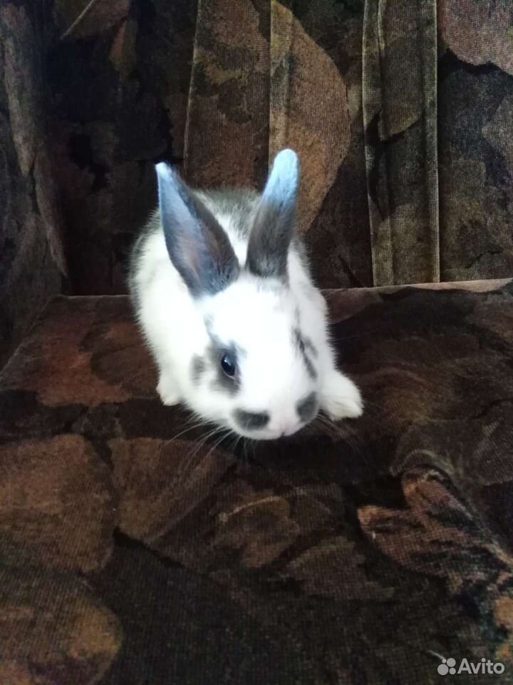 Декоративные крольчата