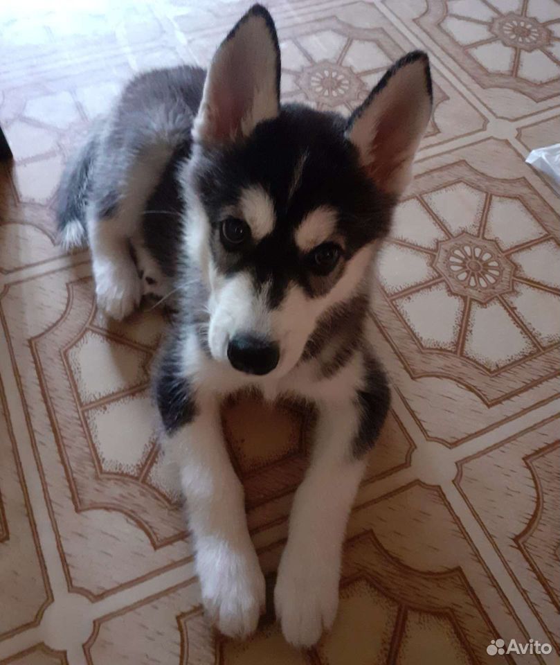 Сибирский хаски